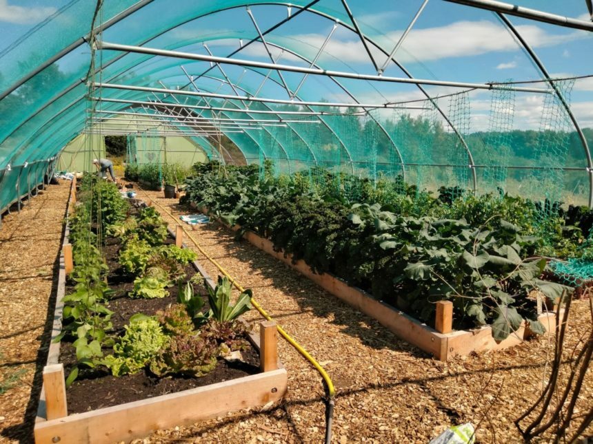 Strengthening & Developing Community-Led Food Growing In Tayside ...